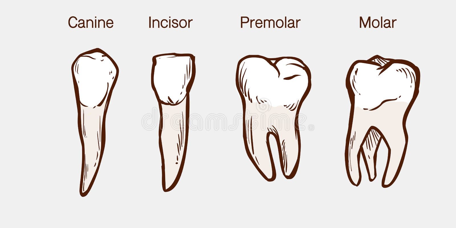 Types of Teeth Realistic Various Human Stock Vector - Illustration of ...