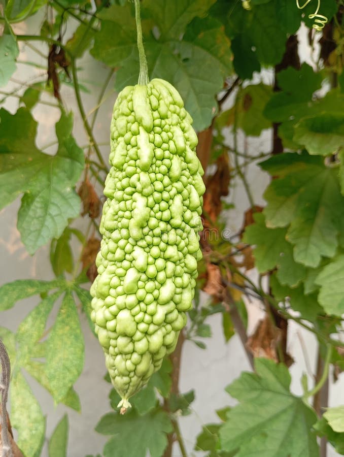 Types of Indonesian Vegetables Stock Photo - Image of fruit, branch ...