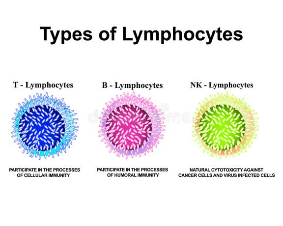 Lymphocyte Stock Illustrations – 4,469 Lymphocyte Stock Illustrations ...