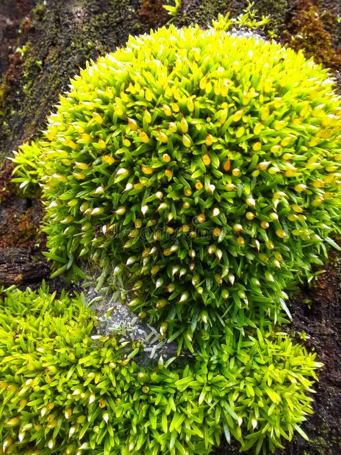 Types of moss plants stock image. Image of tree, branch - 218286319