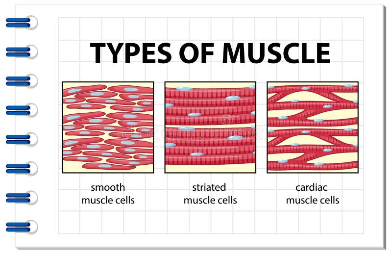 Types of Muscle Tissue stock vector. Illustration of striated - 121063371