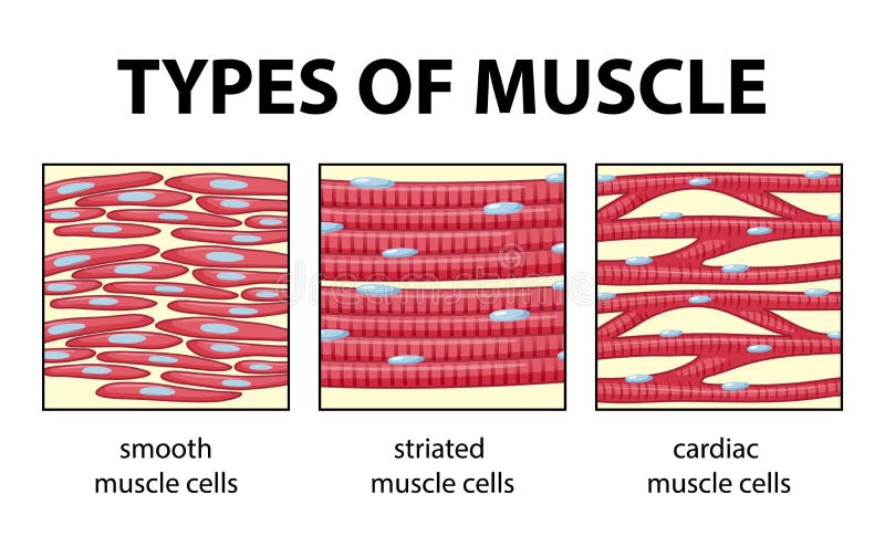 Types of muscle tissue stock vector. Illustration of human - 29004565