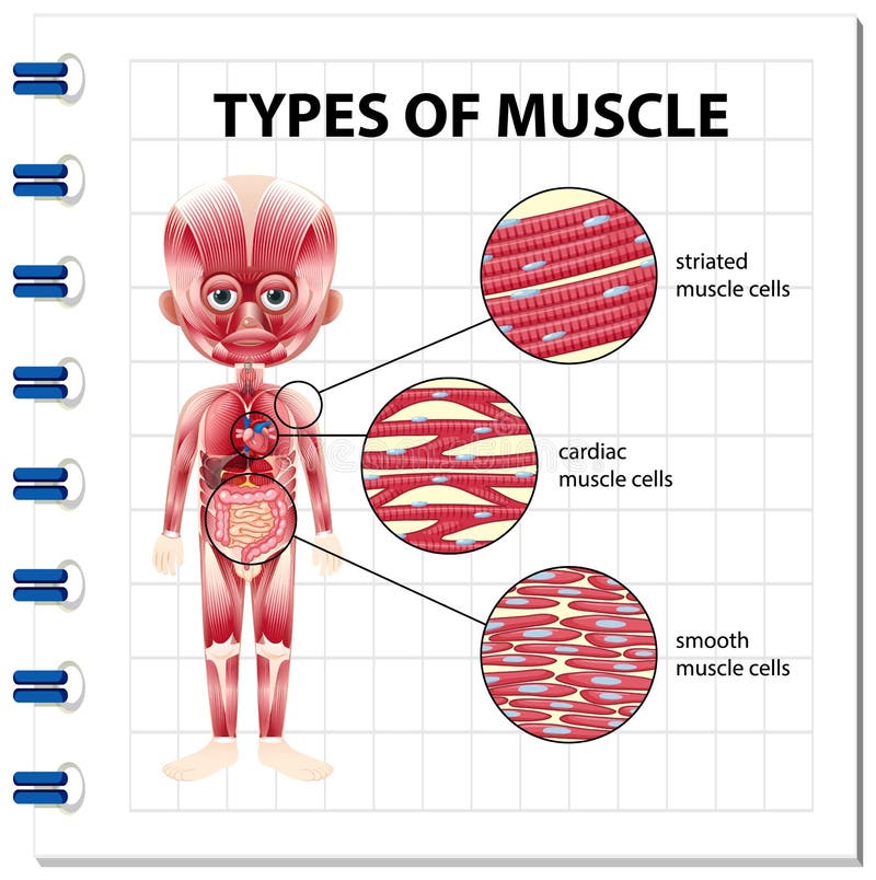 Types of Muscle Tissue of Human Body Diagram Stock Vector ...