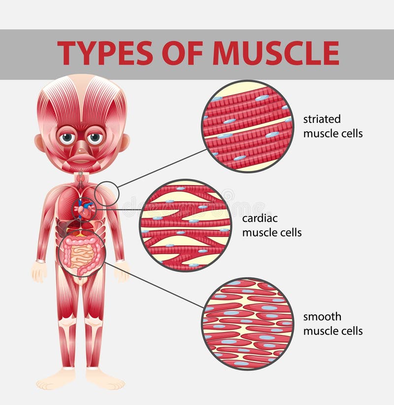 Types of Muscle Tissue stock vector. Illustration of striated - 121063371