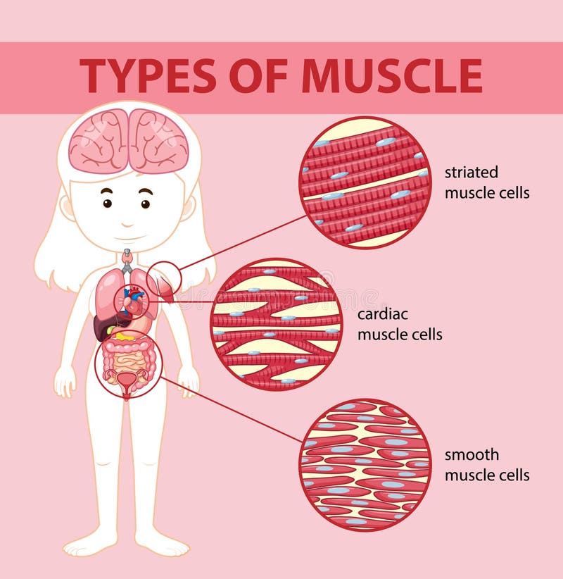 Types of Muscle Cell Diagram Stock Illustration - Illustration of human ...