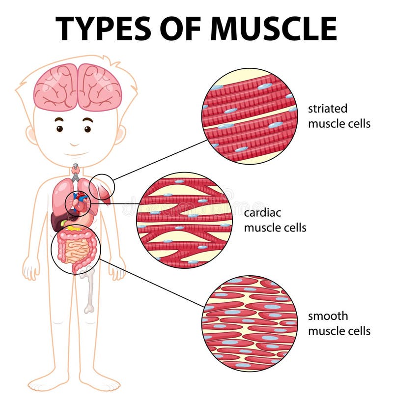 Types of Muscle Cell Diagram Stock Vector - Illustration of drawing ...