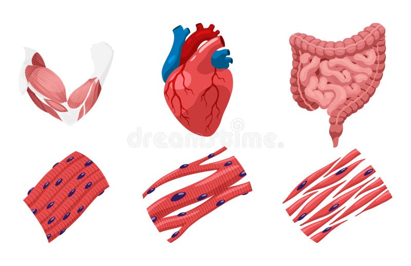 Skeletal Cardiac Smooth Muscle Stock Illustrations – 579 Skeletal ... Skeletal Cardiac Smooth Muscle Stock Illustrations – 579 Skeletal ...