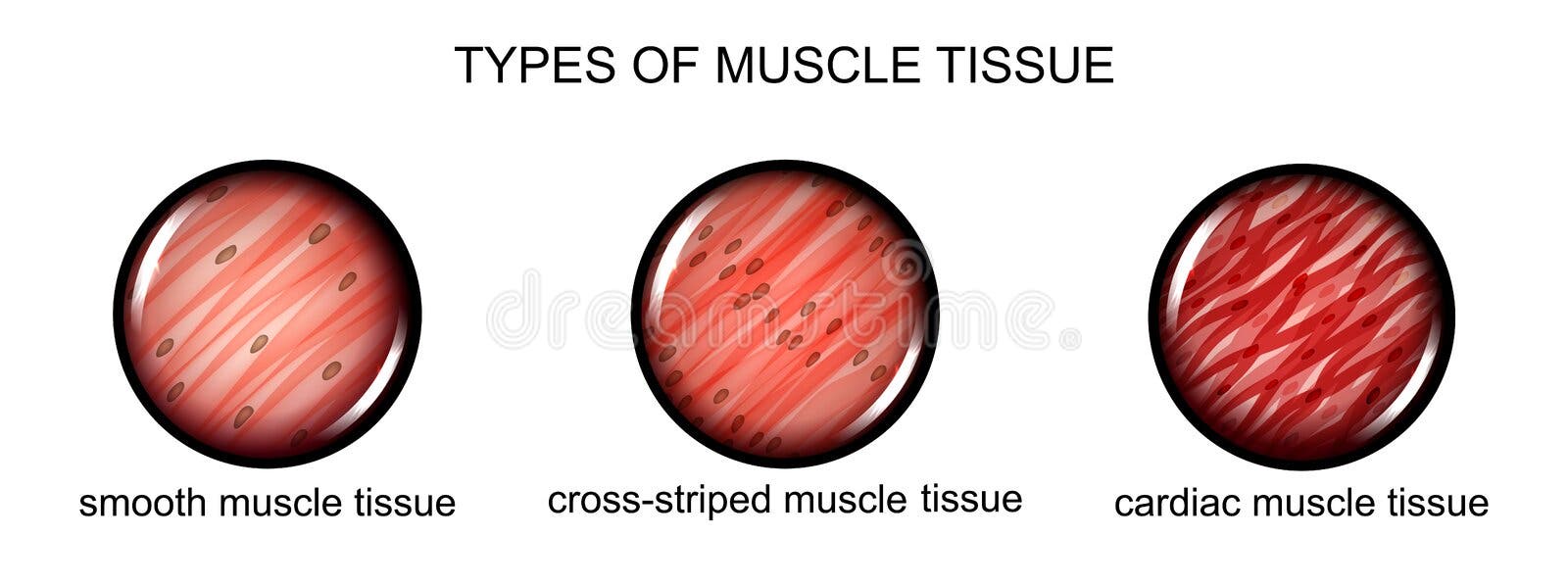 Types of Muscle Cell Diagram Stock Vector - Illustration of drawing ...
