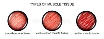 Smooth Muscle Cell Stock Illustrations – 580 Smooth Muscle Cell Stock ...