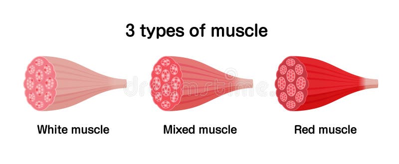 Types Muscle Fiber Stock Illustrations – 26 Types Muscle Fiber Stock ...