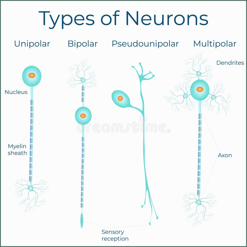 Types of Neurones Medical Scientific Illustration Poster Stock Vector ...