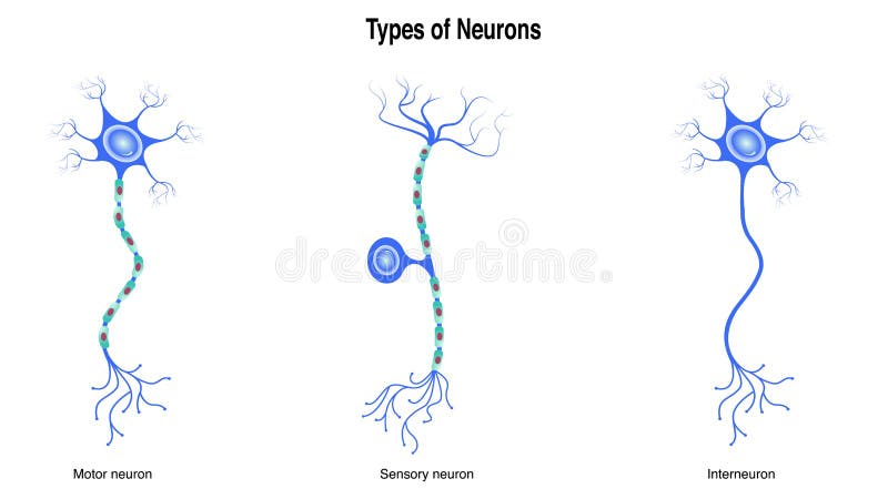 Types Of Neurons Vector Illustration Stock Vector Ill - vrogue.co Types Of Neurons Vector Illustration Stock Vector Ill - vrogue.co