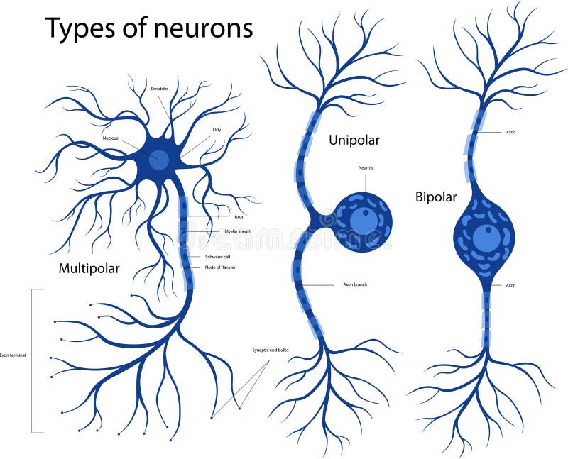 Types of Neurons. the Structure of a Neuron in the Brain. Stock Vector ...