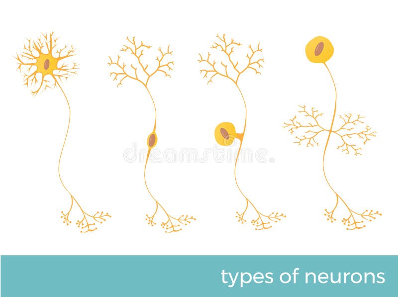 Bipolar Pseudounipolar Dendrite Stock Illustrations – 15 Bipolar ...