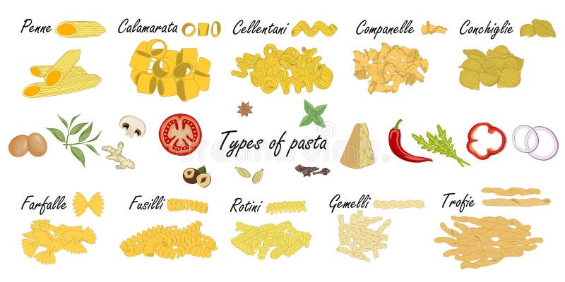 Types of Pasta. Short Pasta Difference. Stock Vector - Illustration of ...
