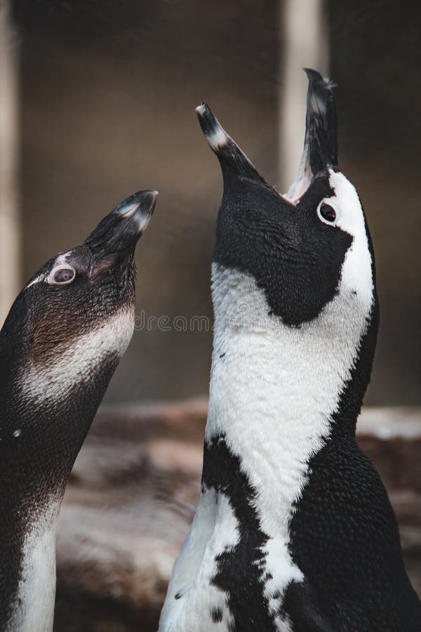 1,399 Penguins Head Stock Photos - Free & Royalty-Free Stock Photos ...
