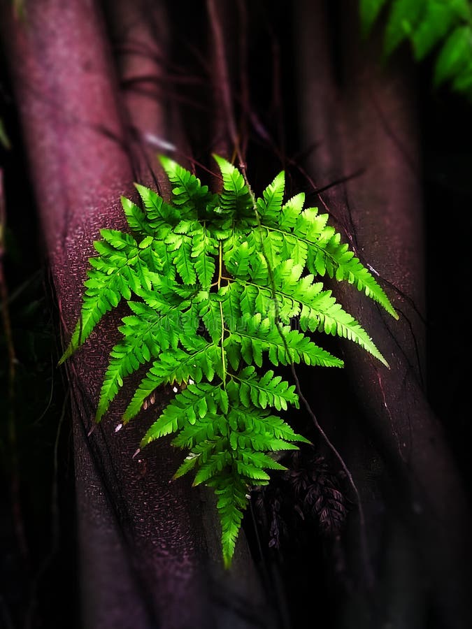 Types Plants in the Forests of North Sumatra Stock Image - Image of ...