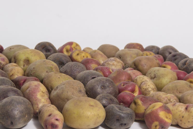 Types Of Potatoes - Peruvian Potatoes Still Life Stock Image - Image of ...