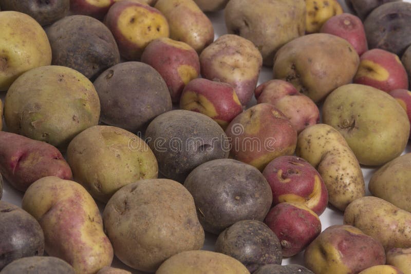 Types of Potatoes - Peruvian Potatoes Still Life Stock Image - Image of ...