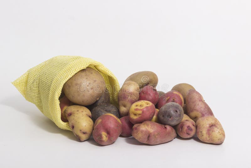 Types of Potatoes - Peruvian Potatoes Still Life Stock Image - Image of ...