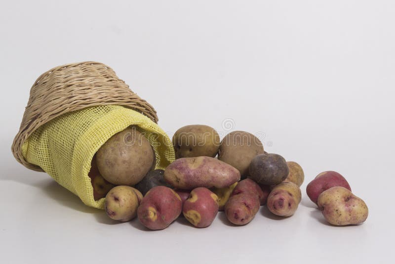 Types of Potatoes - Peruvian Potatoes Still Life Stock Photo - Image of ...