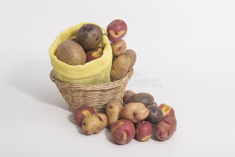 Types of Potatoes - Peruvian Potatoes Still Life Stock Photo - Image of ...