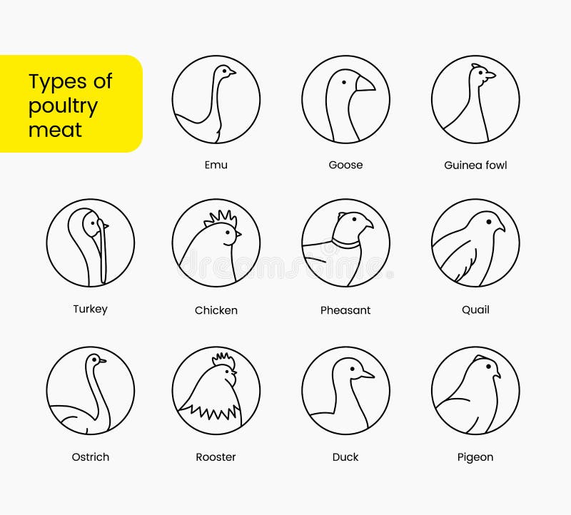 Types of Poultry Meat, Set of Linear Icons in Vector, Birds ...
