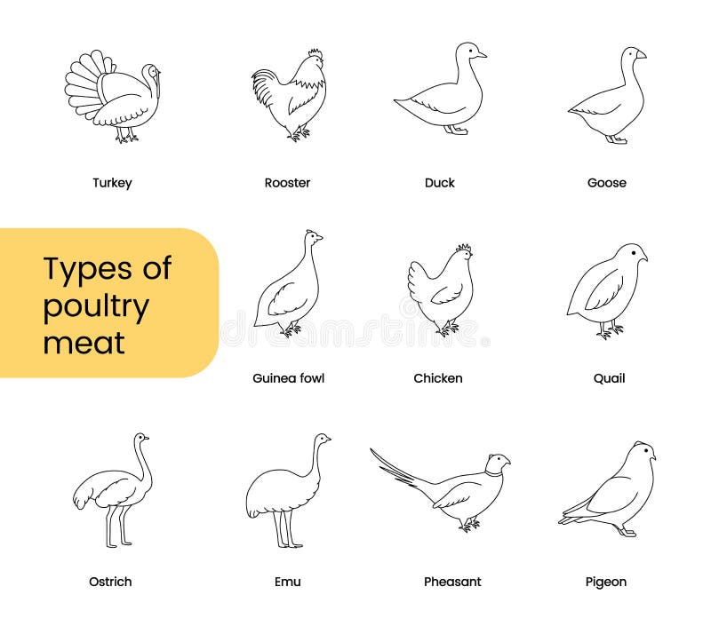 Types of Poultry Meat, Set of Linear Icons in Vector, Birds ...