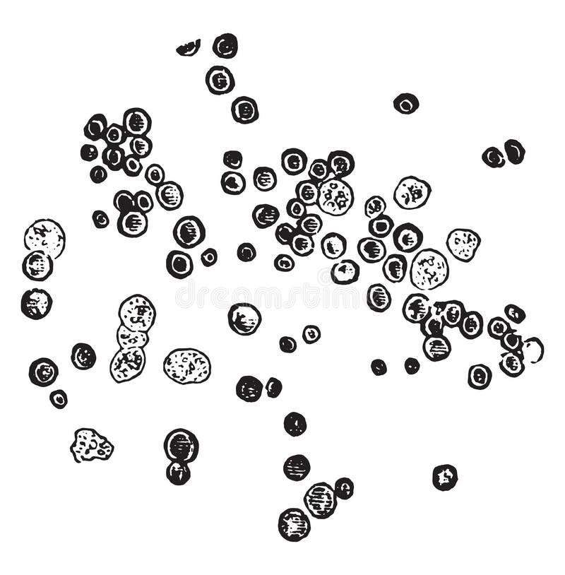 Types of Red Blood Cells, Also Leukocytes, Vintage Engraving Stock ...