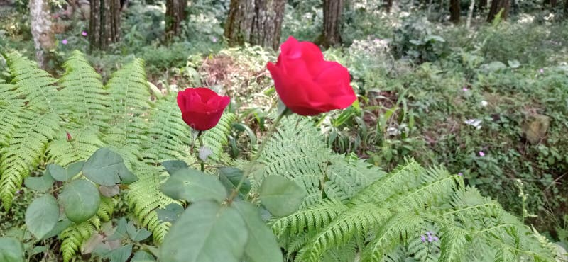 Types of Red Roses Growing in the Middle of the Trees in the Garden ...