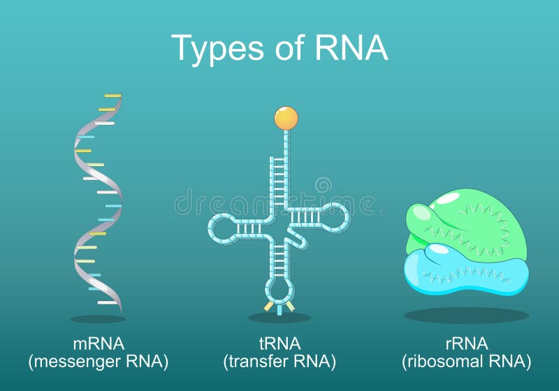Types Of Rna Stock Vector Illustration Of Difference 306922080