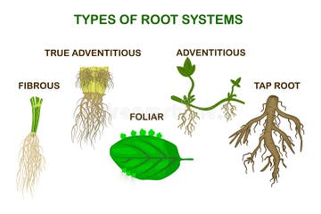 Tap Root Diagram Stock Illustrations – 8 Tap Root Diagram Stock ...
