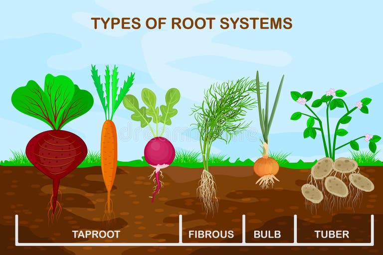 Types Root Systems of Plants. Taproot, Fibrous, Bulb and Tuber Root ...
