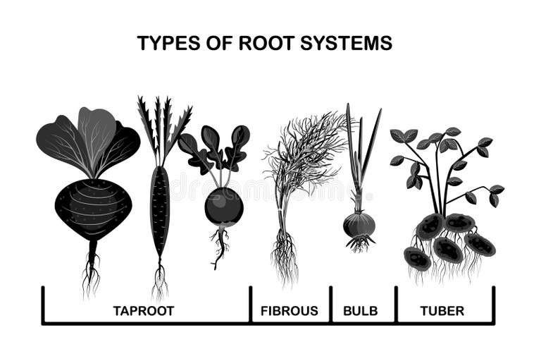 Types Root Systems of Plants. Taproot, Fibrous, Bulb and Tuber Root ...