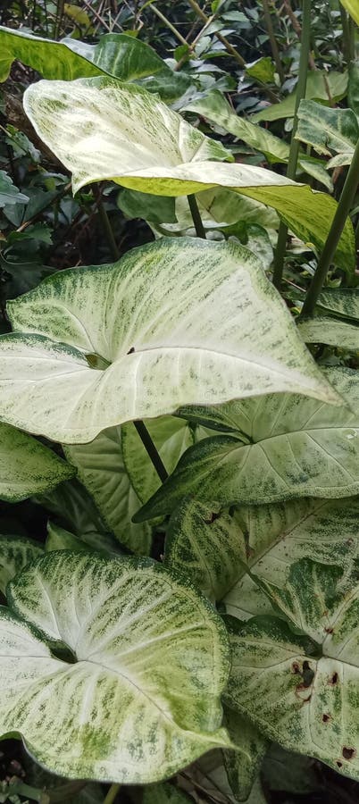 Types of taro trees stock image. Image of shrub, produce - 362499607