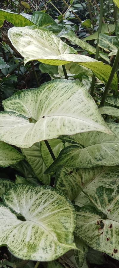 Types of taro trees stock image. Image of shrub, produce - 362499607