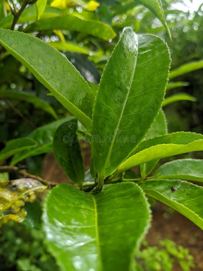 Types of Tea Leaves that You Need To Know Stock Image - Image of plant ...