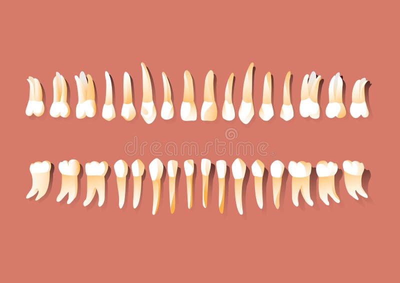 Types of Tooth Realistic. Various Human Tooth with Roots, Molars ...