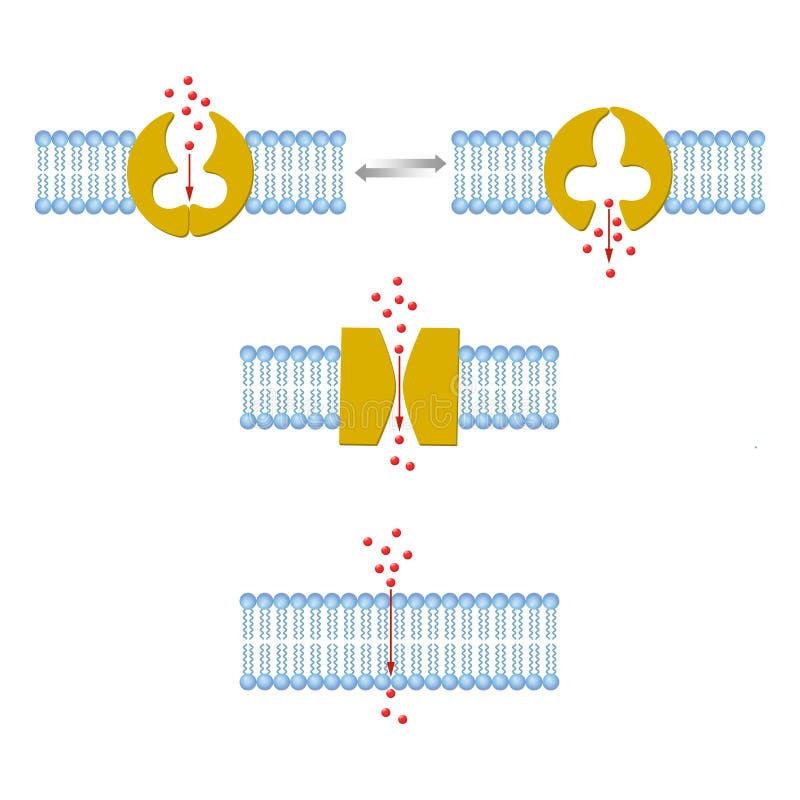 Types of Transport Across Membranes. Membrane Transport Stock ...
