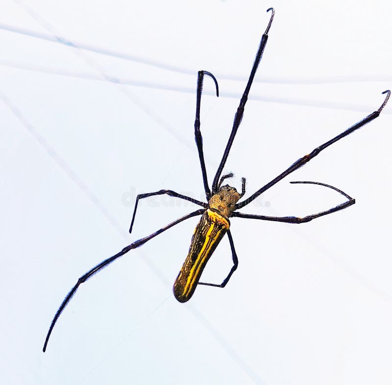 Types of Tree Spiders stock image. Image of bright, spiders - 296607175