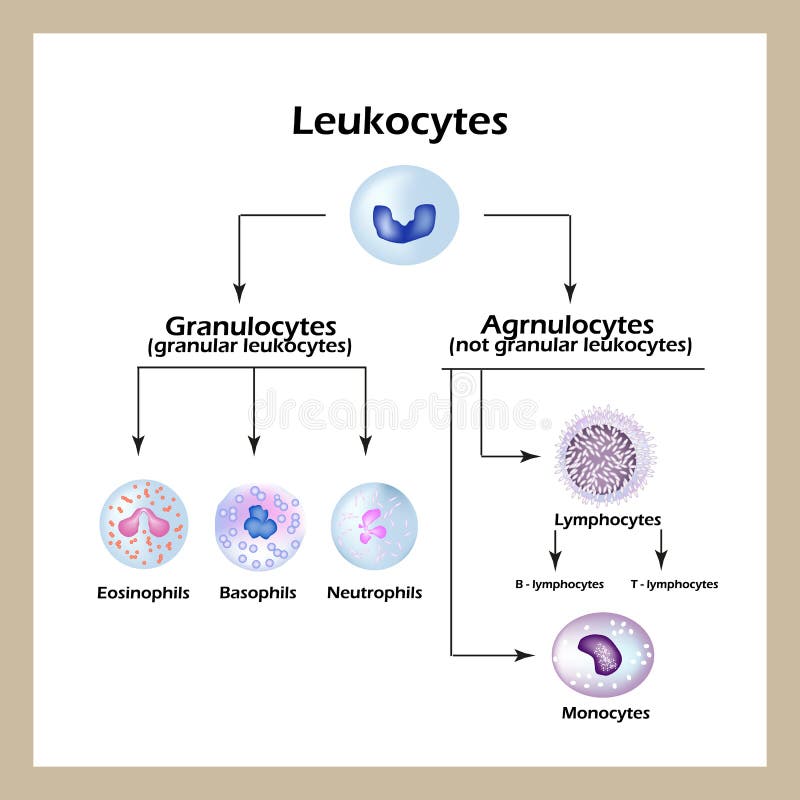 Types Van Leucocytten Infographics Vector Illustratie Vector ...