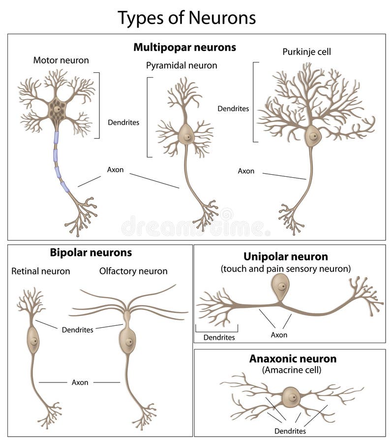 Types Van Neuronen Sensorische Structuur, Motorneuron, Astrocyte ...