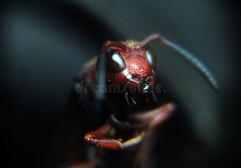 Types of Vespa Wasps, Namely Vespa Affinis, Vespa Tropica and Vespa ... Types of Vespa Wasps, Namely Vespa Affinis, Vespa Tropica and Vespa ...
