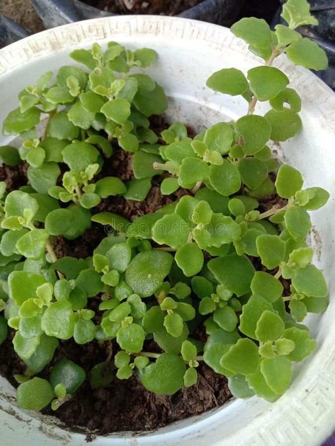 Types of vines stock photo. Image of plant, flower, lawn - 227851450