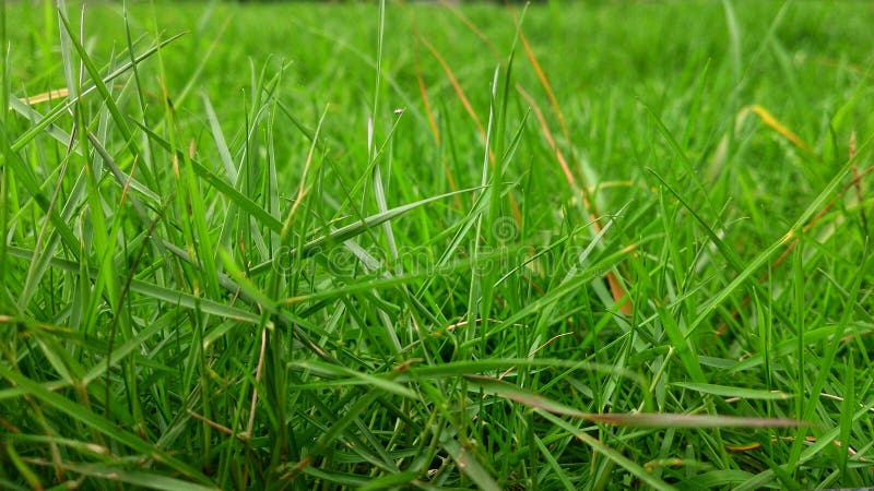 Weeds that Thrive in the Garden Stock Image - Image of grassland ...