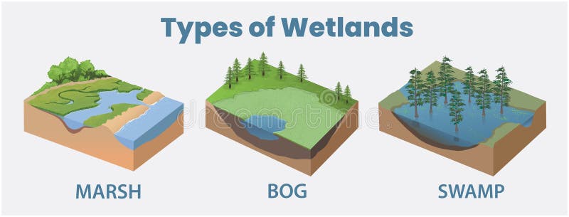 Types of wetlands diagram stock vector. Illustration of geology - 276745733