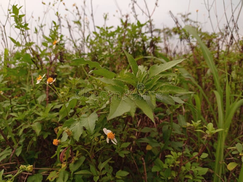 Types of Wild Flower Plants Growing in the Garden Area Stock Image ...