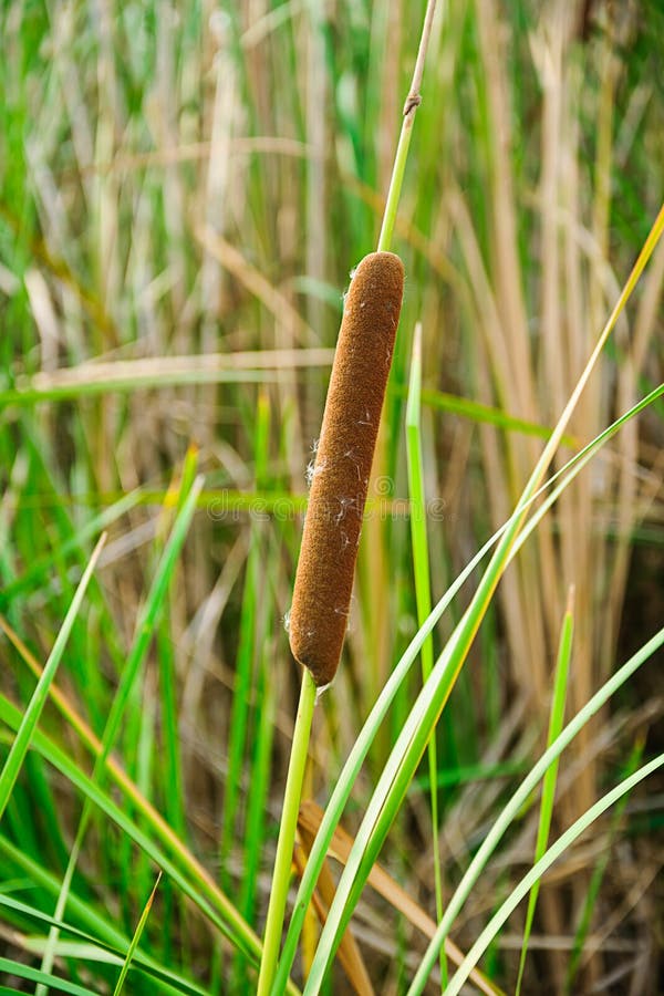 Typha angustifolia stockfoto. Bild von hintergrund, schilf - 27750374