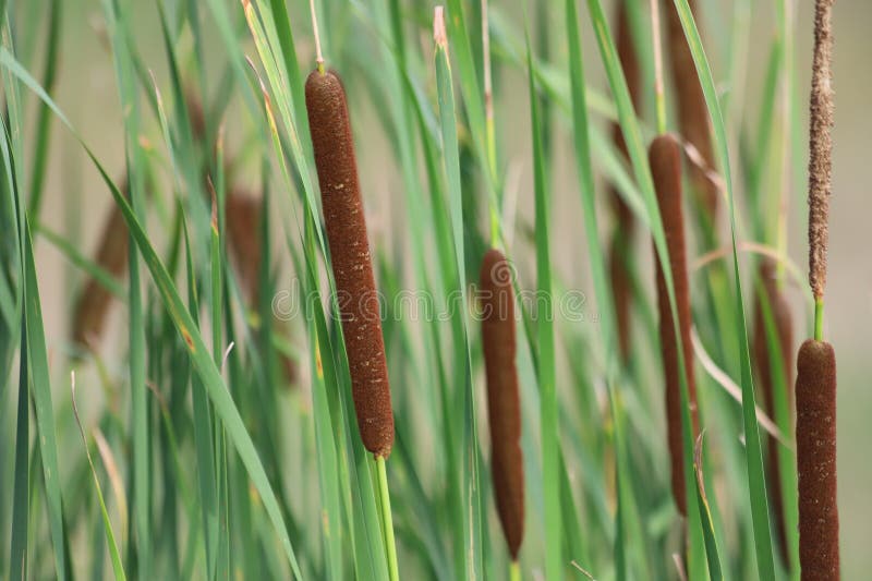 Typha Illustration Stock Photos - Free & Royalty-Free Stock Photos from ...