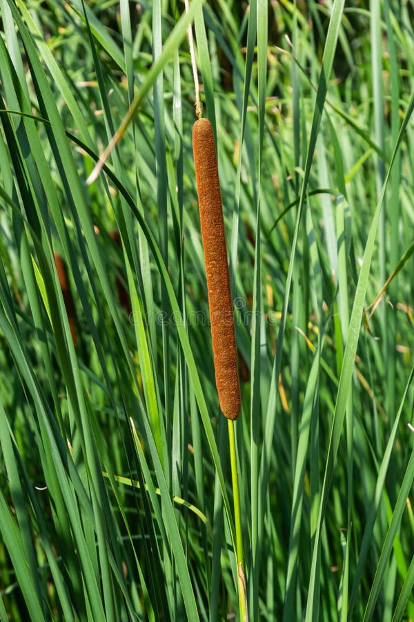 Typha Angustifolia. Close Up of Cattail, Water Plant Stock Photo ...